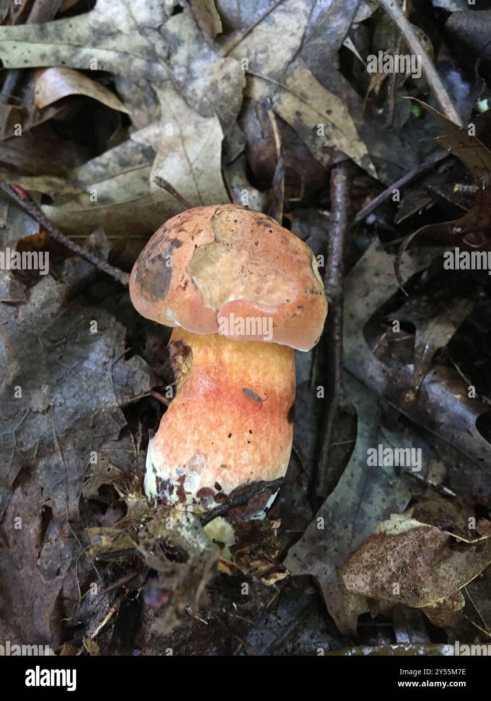 Red-mouth Bolete (Neoboletus subvelutipes) Fungi Stock Photo - Alamy