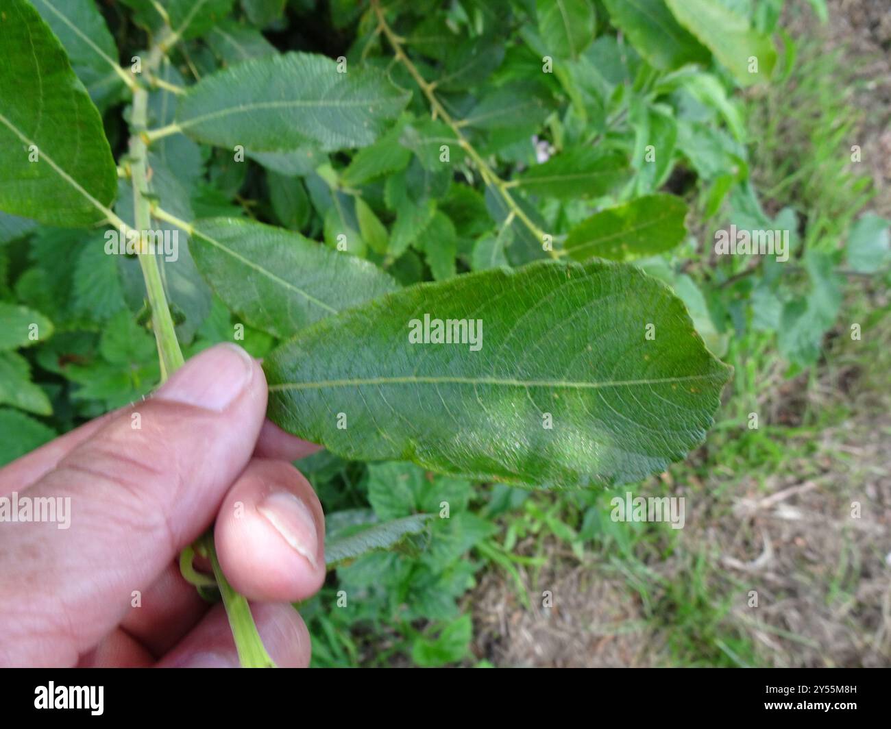 Grey Willow (Salix cinerea) Plantae Stock Photo - Alamy