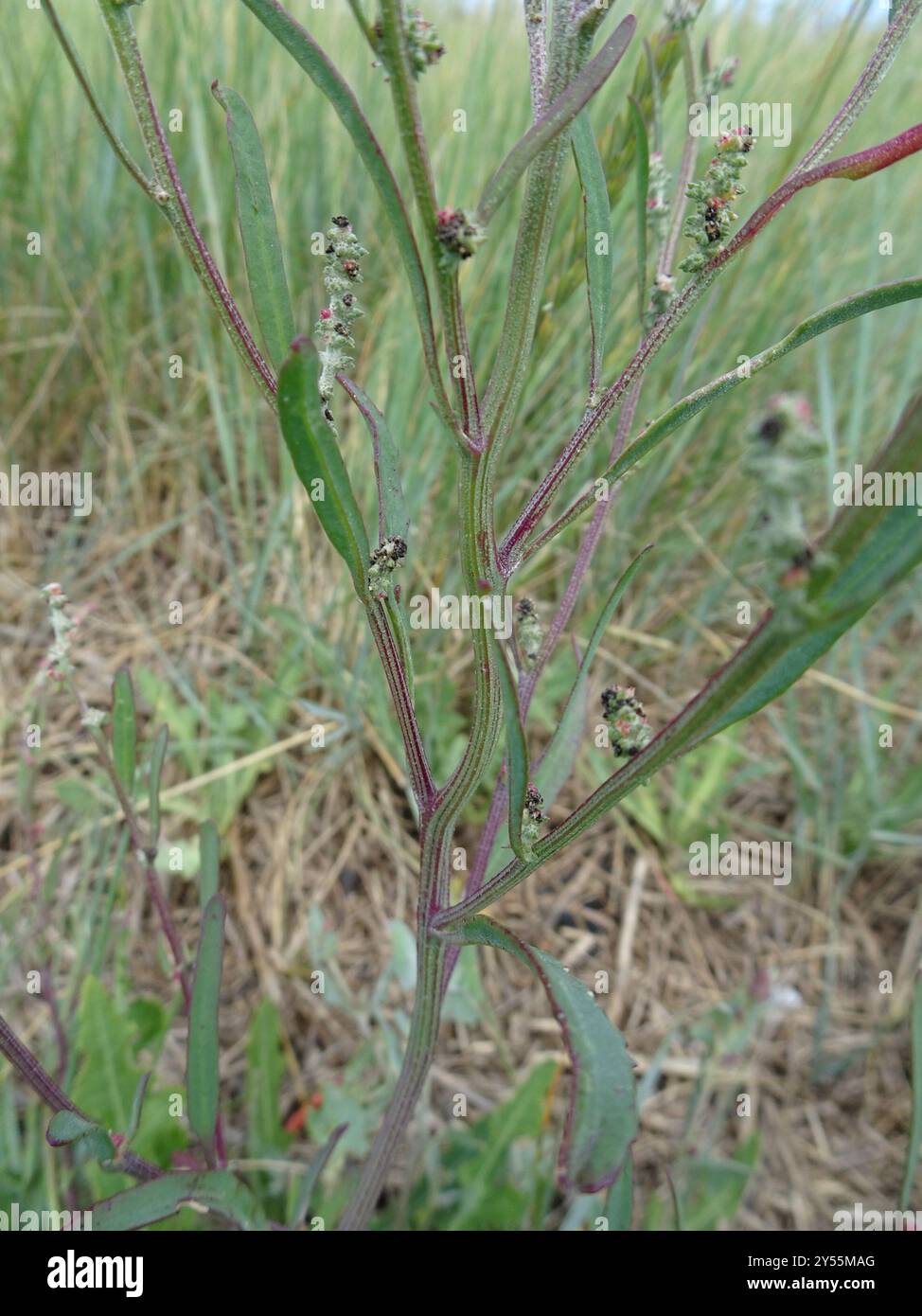 Grass-leaved Orache (Atriplex littoralis) Plantae Stock Photo - Alamy