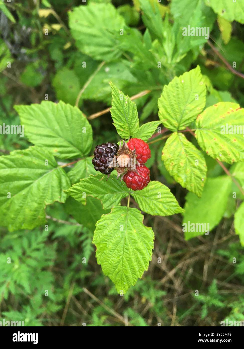 black raspberry (Rubus occidentalis) Plantae Stock Photo - Alamy
