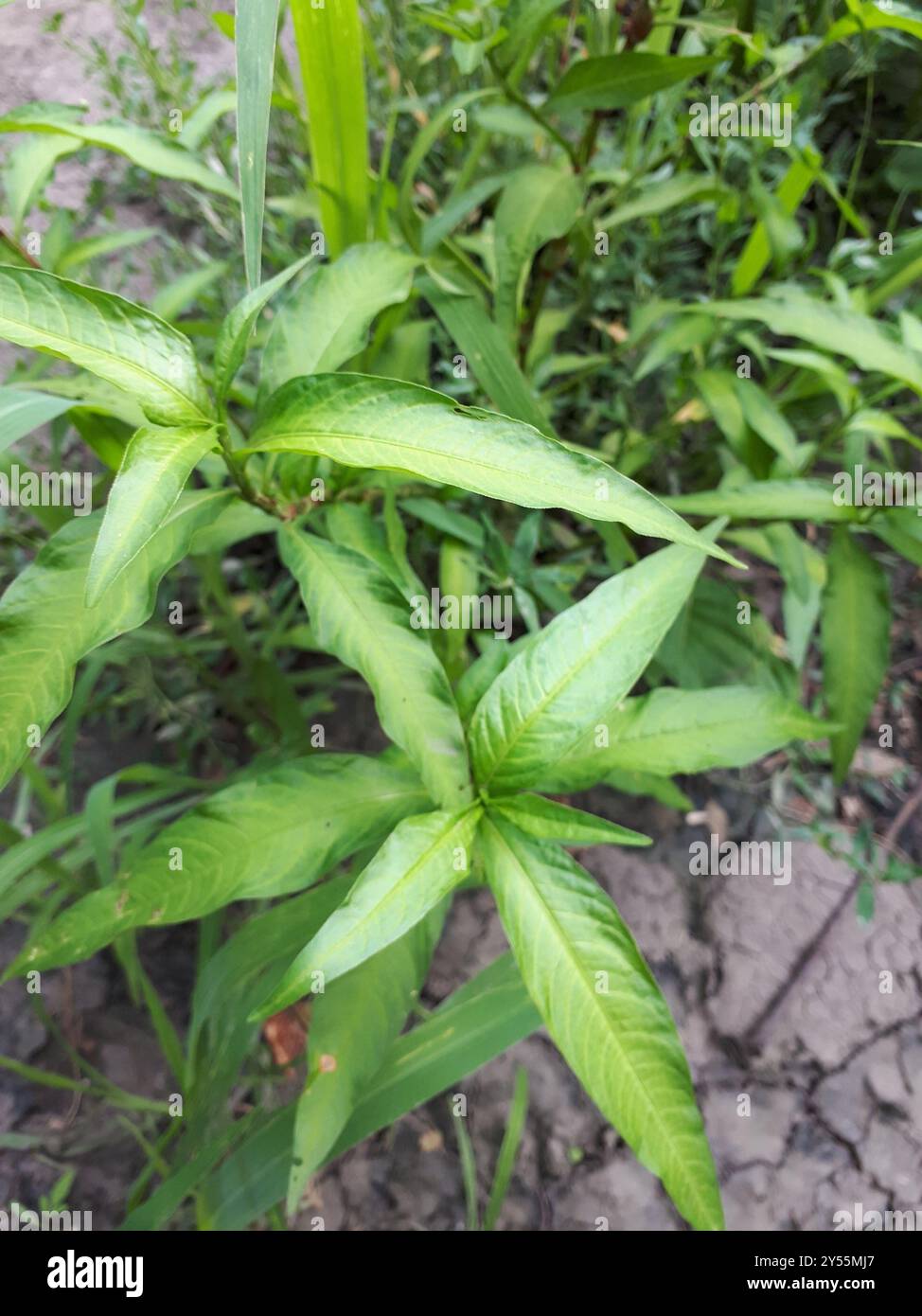 waterpepper (Persicaria hydropiper) Plantae Stock Photo - Alamy