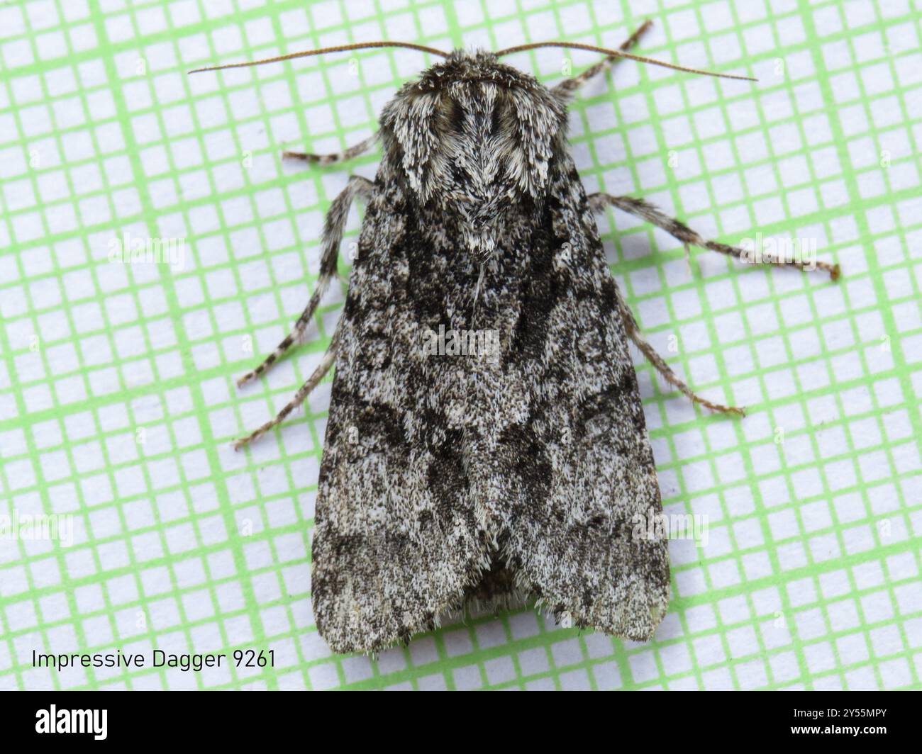 Impressive Dagger (Acronicta impressa) Insecta Stock Photo - Alamy