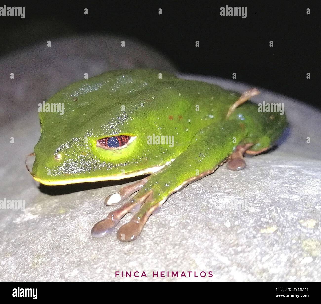 Tarsier Leaf Frog (Phyllomedusa tarsius) Amphibia Stock Photo - Alamy