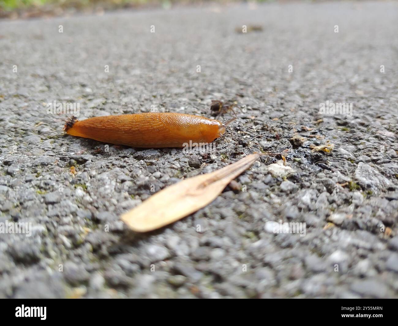 Western Dusky Slug (Arion subfuscus) Mollusca Stock Photo - Alamy