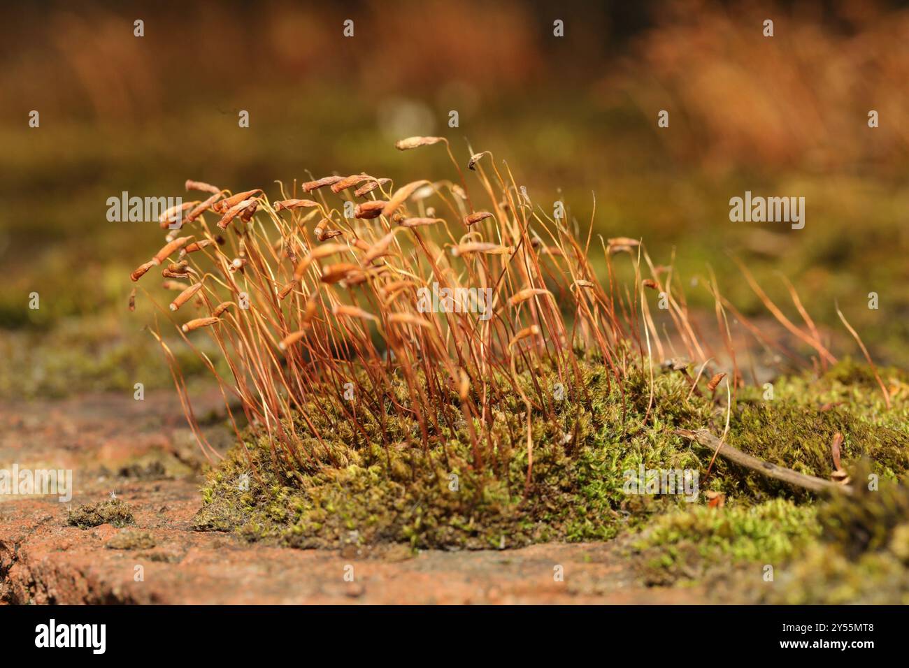 Capillary Thread-moss (Ptychostomum capillare) Plantae Stock Photo - Alamy