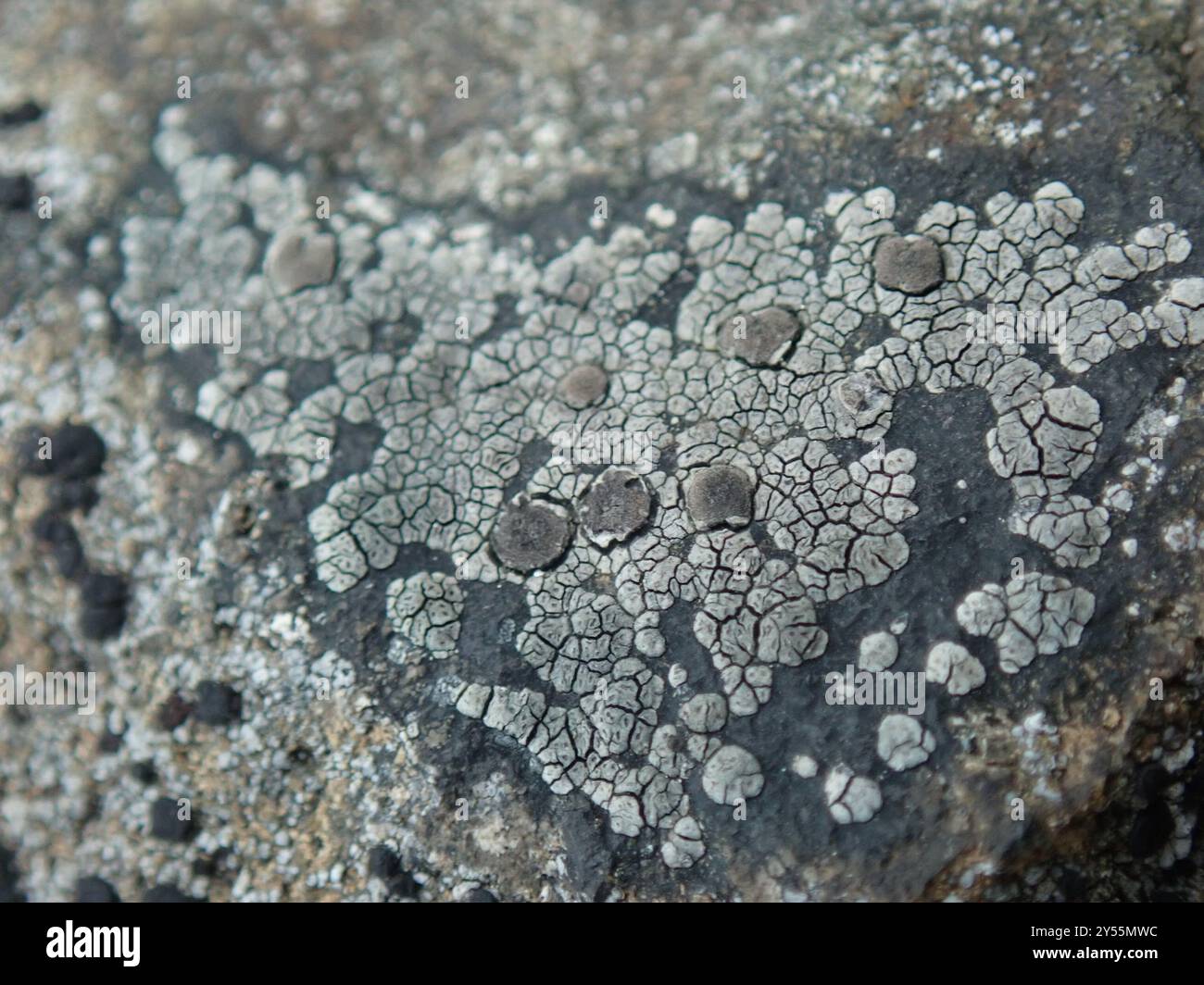 Tile Lichens (Lecidea) Fungi Stock Photo - Alamy