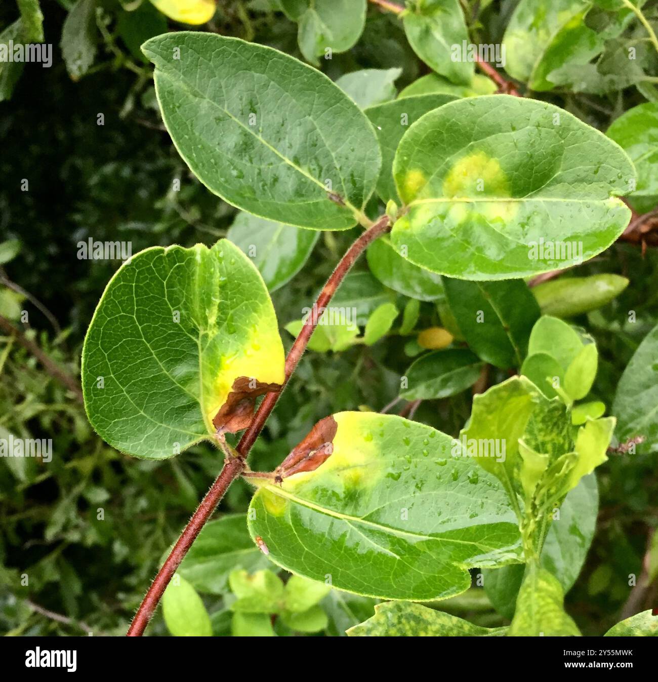 Honeysuckle Leaf Blight (Insolibasidium deformans) Fungi Stock Photo ...