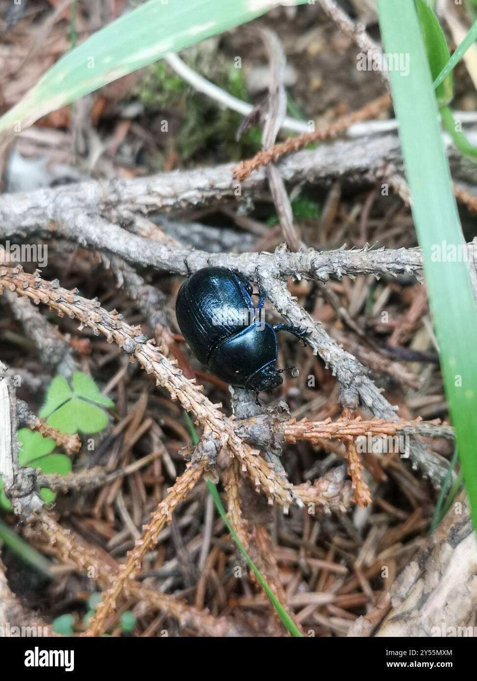Woodland Dor Beetle (Anoplotrupes stercorosus) Insecta Stock Photo - Alamy