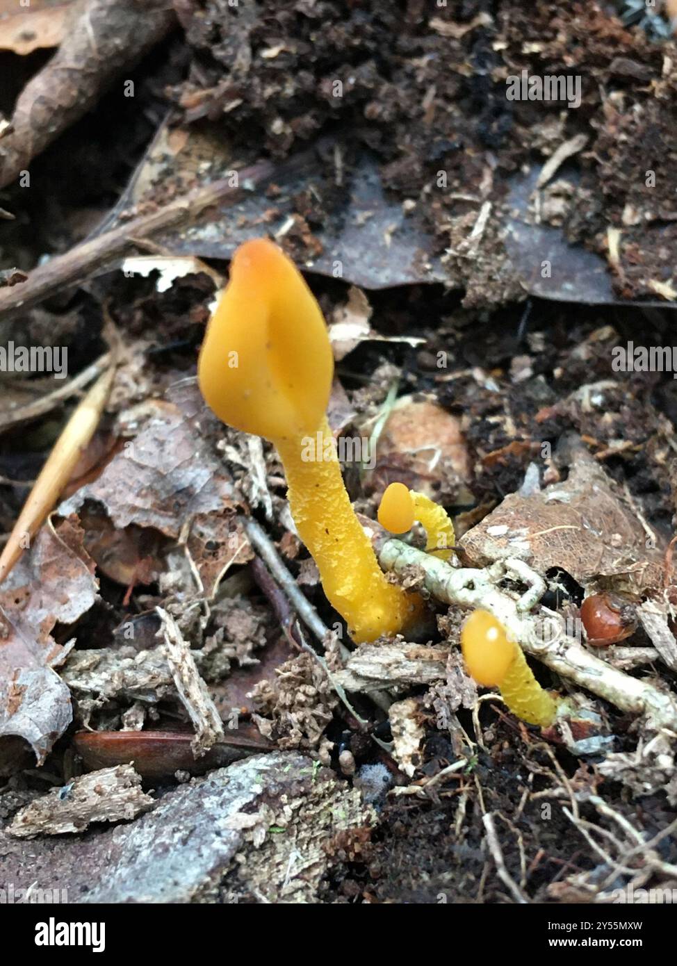 Earthtongue hi-res stock photography and images - Alamy
