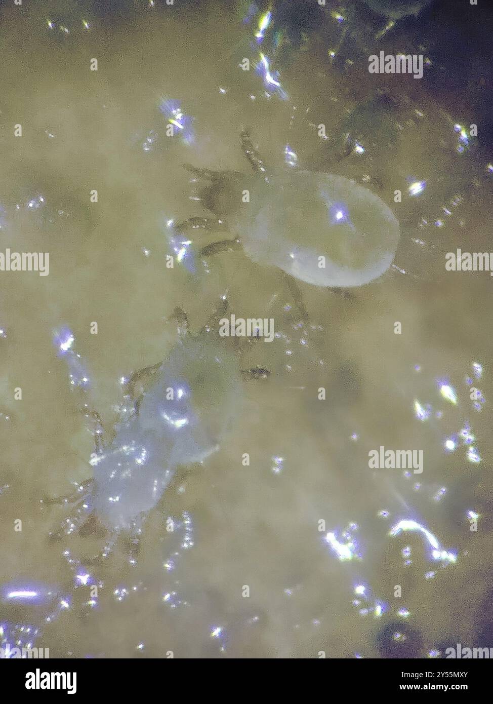 Mold Mite (Tyrophagus putrescentiae) Arachnida Stock Photo - Alamy