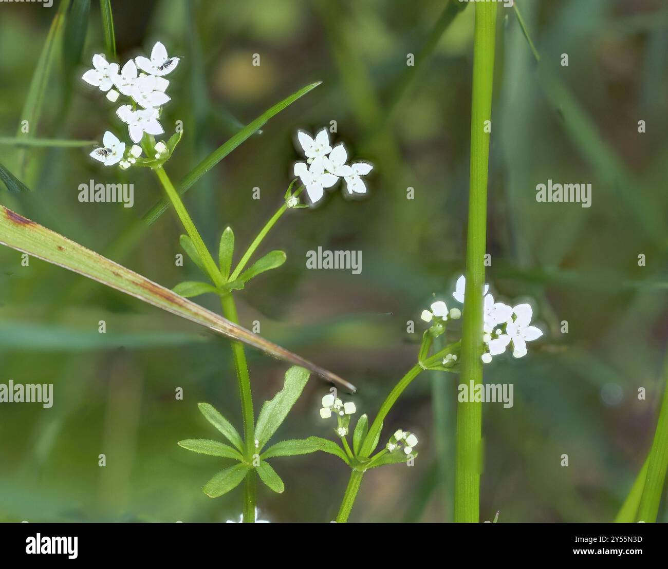 Common Marsh-bedstraw (Galium palustre) Plantae Stock Photo - Alamy