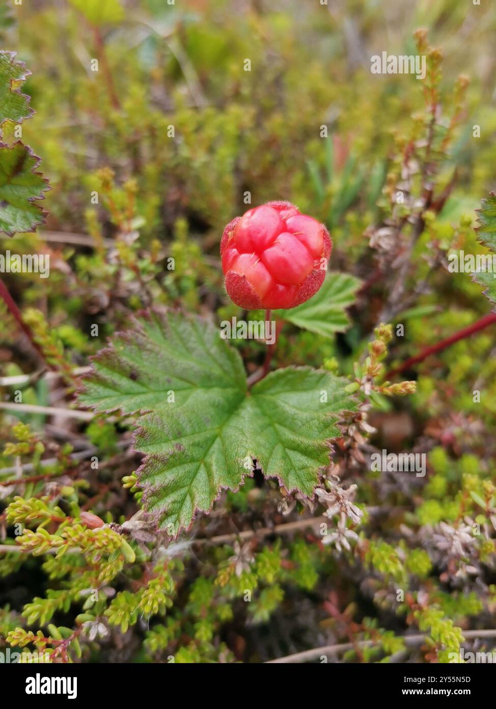 cloudberry (Rubus chamaemorus) Plantae Stock Photo - Alamy