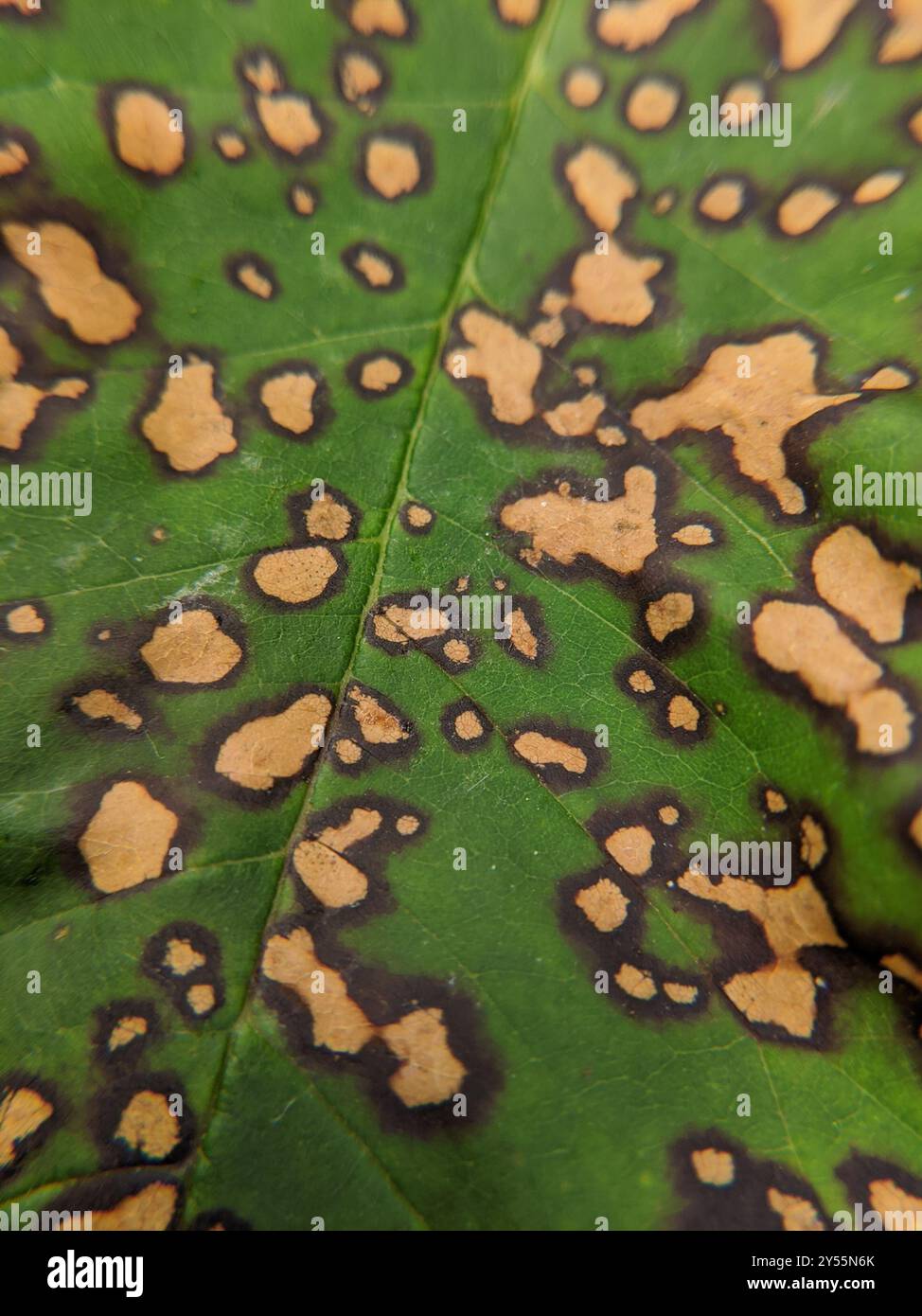 Ash Leaf Spot (Mycosphaerella fraxinicola) Fungi Stock Photo - Alamy