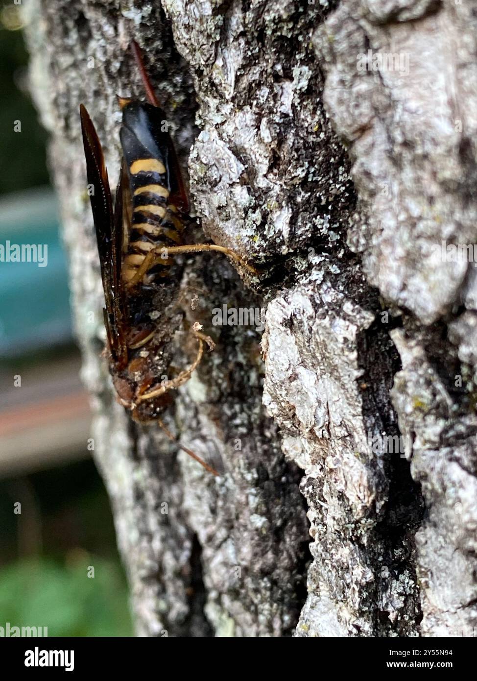 Pigeon Horntail (Tremex columba) Insecta Stock Photo - Alamy