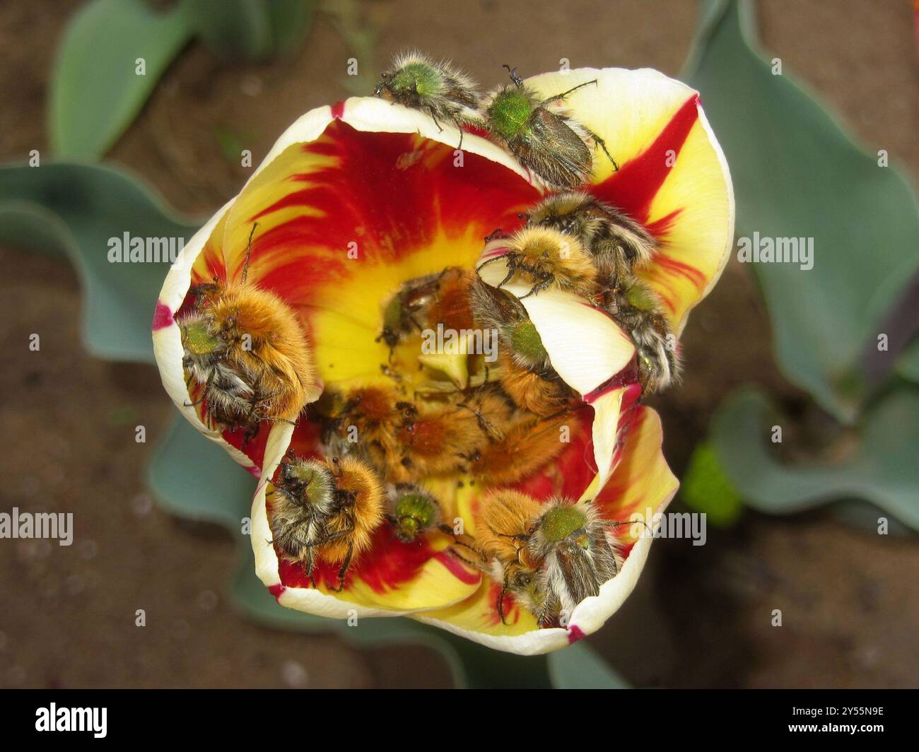 (Pygopleurus vulpes) Insecta Stock Photo - Alamy