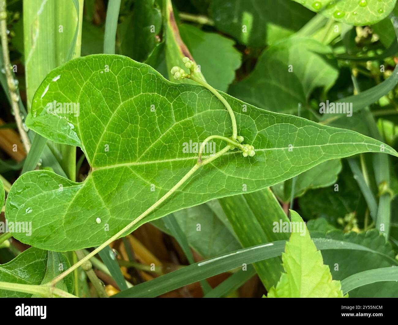 honey-vine climbing milkweed (Cynanchum laeve) Plantae Stock Photo - Alamy