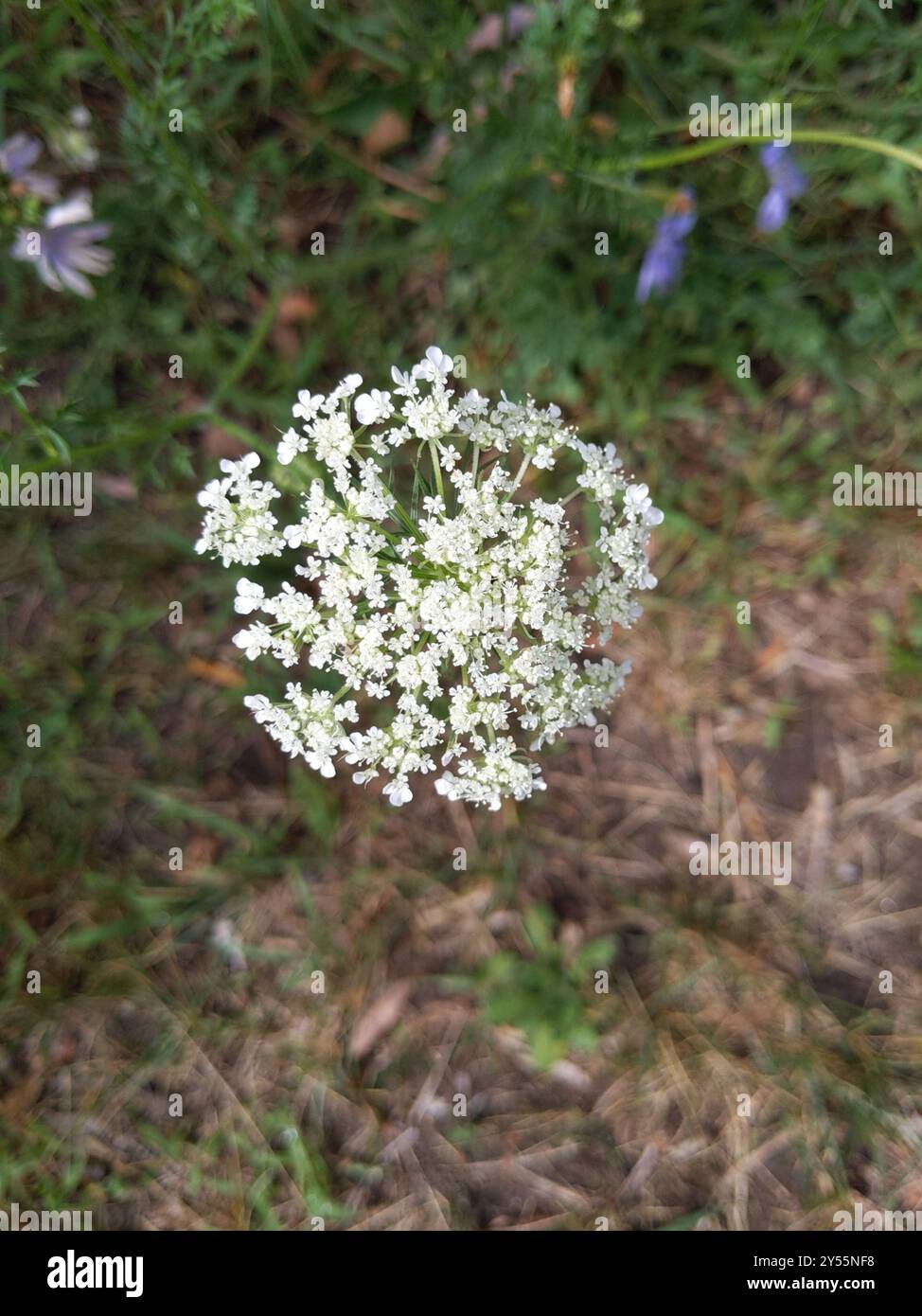 wild carrot (Daucus carota) Plantae Stock Photo - Alamy