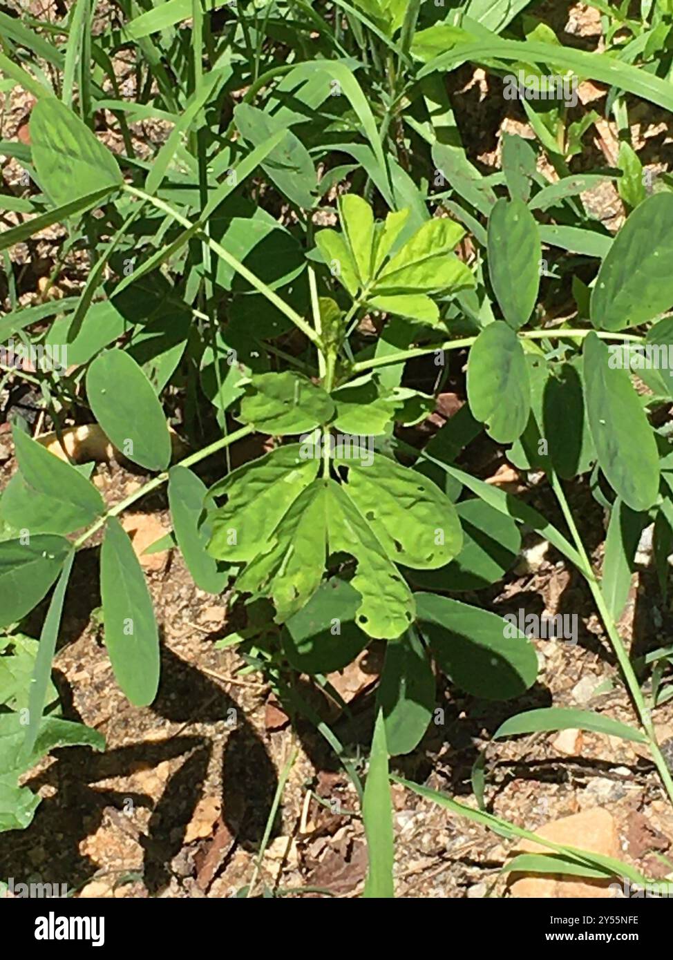 American Sicklepod (Senna obtusifolia) Plantae Stock Photo - Alamy