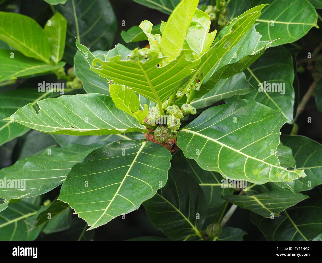 Hauili fig tree (Ficus septica) Plantae Stock Photo - Alamy