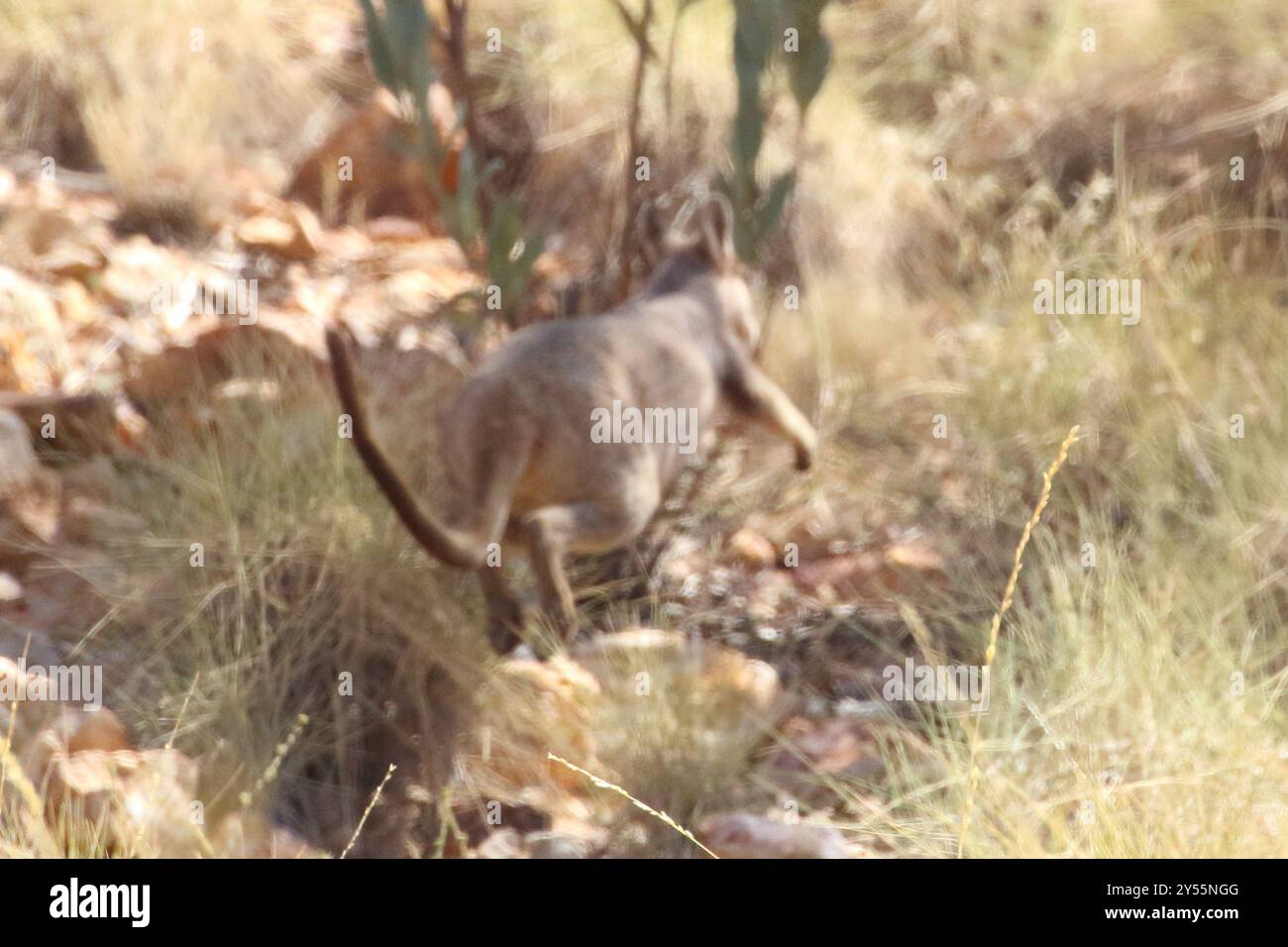 Purple-necked Rock Wallaby (Petrogale purpureicollis) Mammalia Stock ...