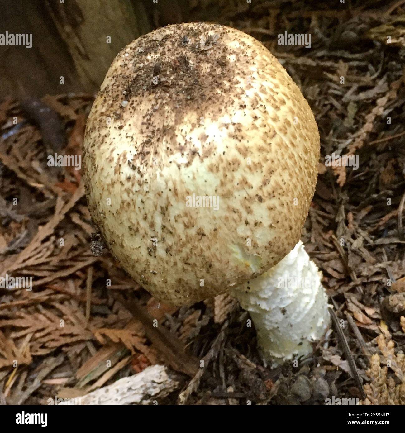 The Prince (Agaricus augustus) Fungi Stock Photo - Alamy