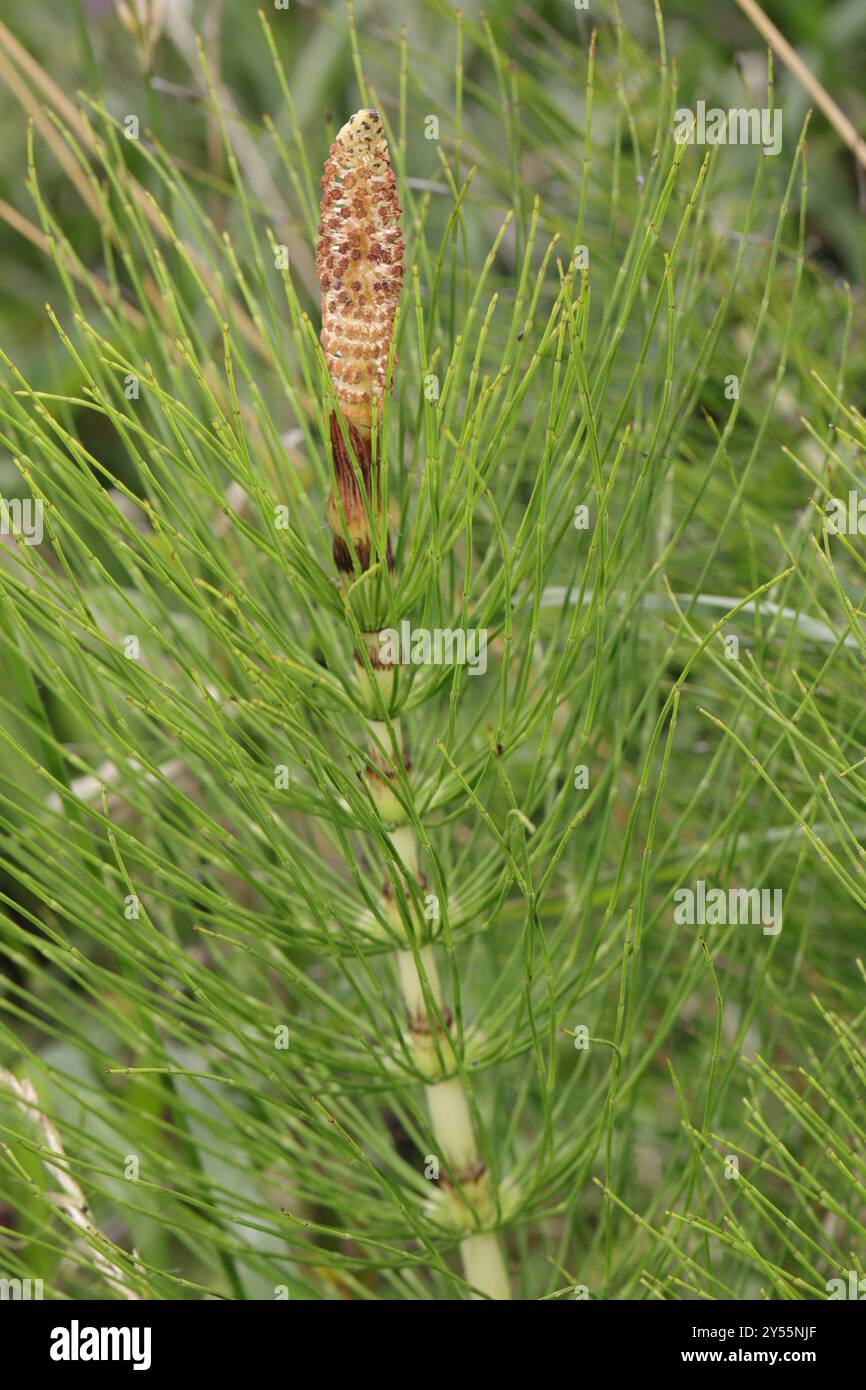 great horsetail (Equisetum telmateia) Plantae Stock Photo - Alamy