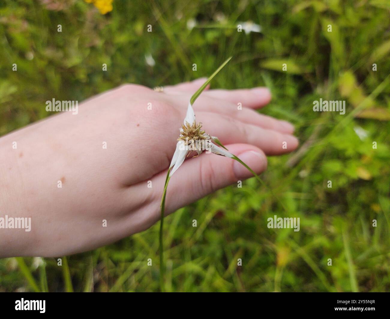 whitetop sedge (Rhynchospora colorata) Plantae Stock Photo - Alamy