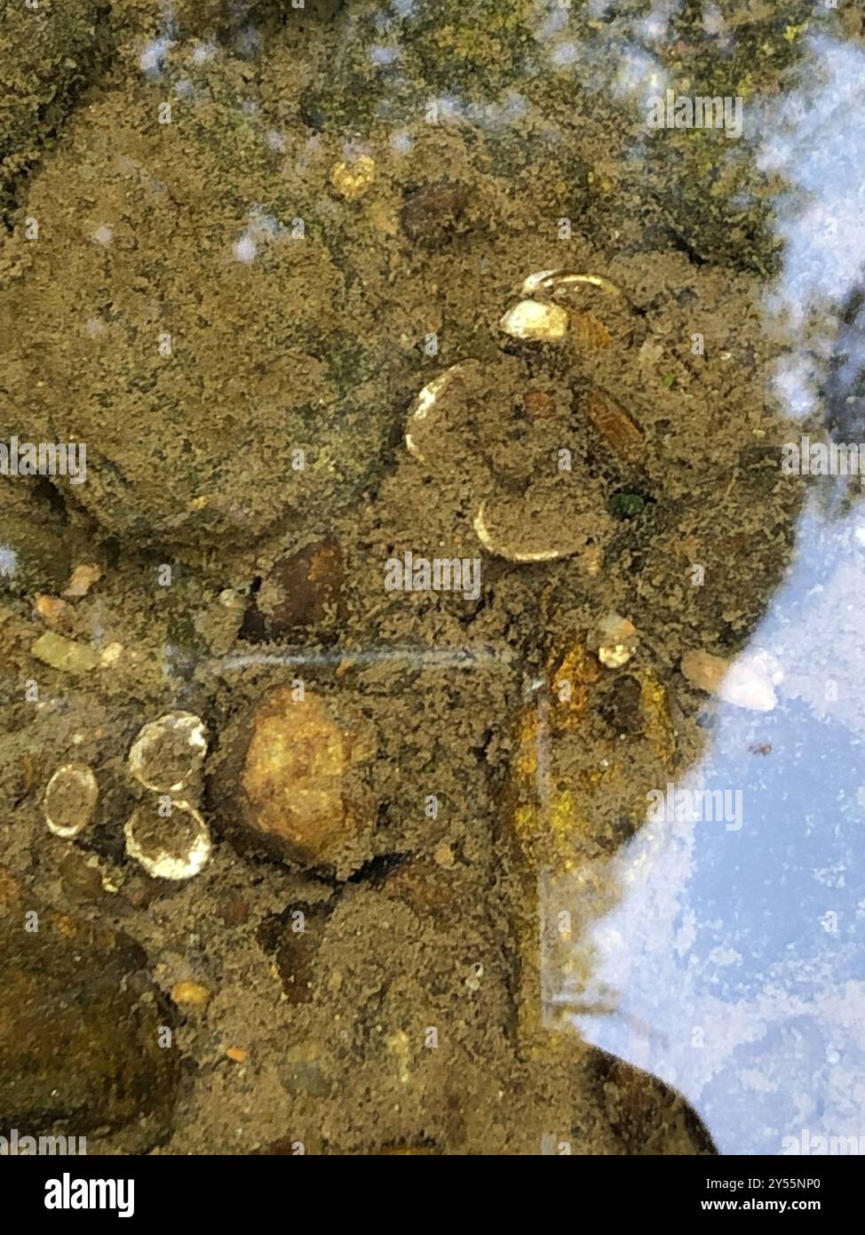 Asian Clam (Corbicula fluminea) Mollusca Stock Photo - Alamy
