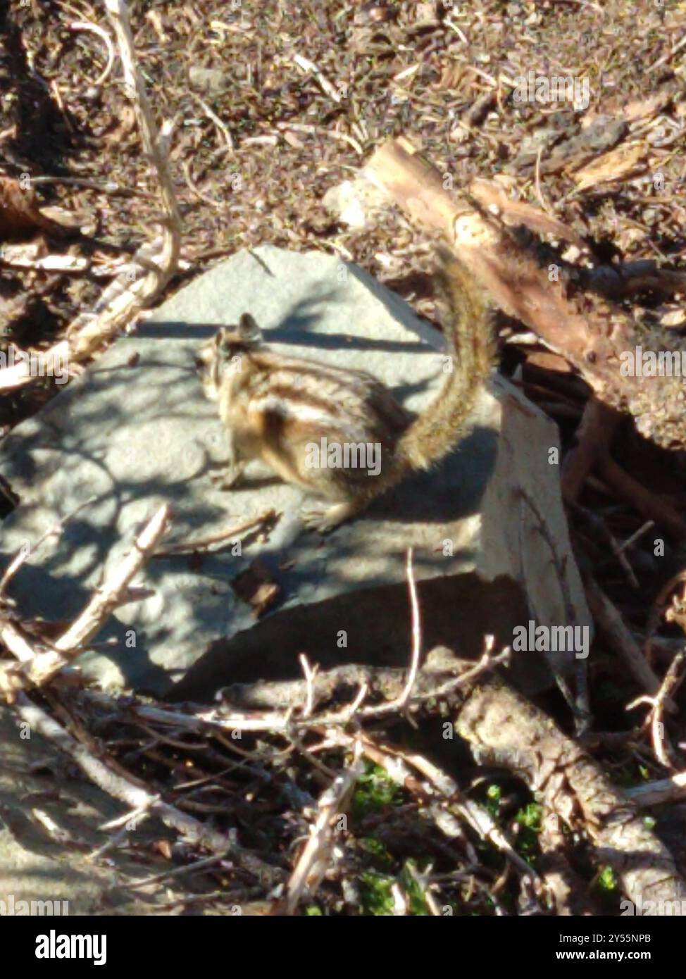 Western Chipmunks (Neotamias) Mammalia Stock Photo - Alamy