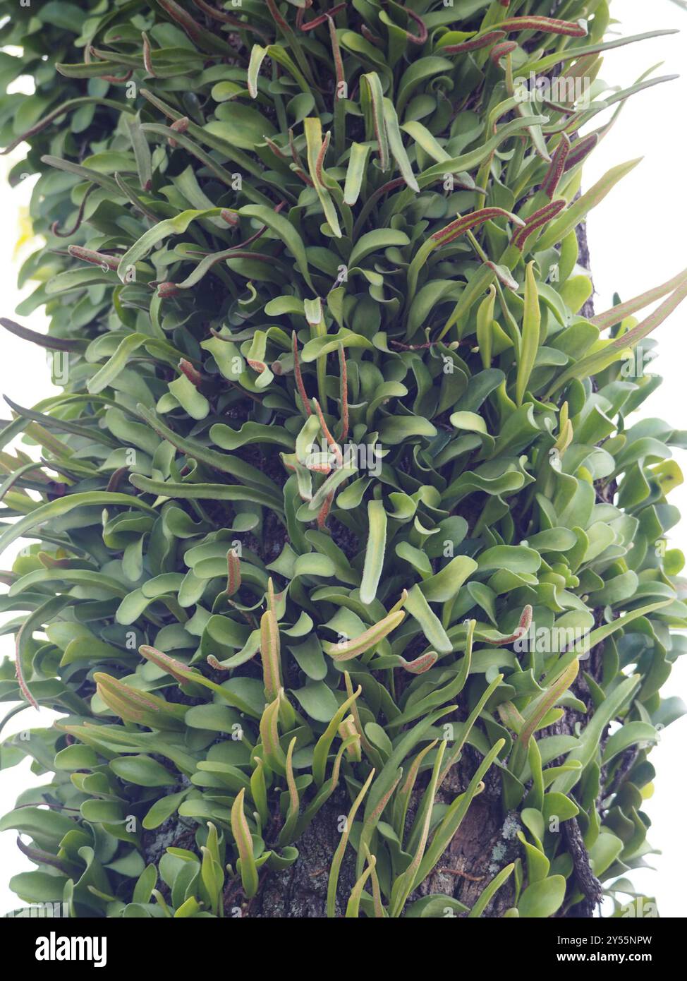 Lanceleaf Tongue Fern (Pyrrosia lanceolata) Plantae Stock Photo - Alamy