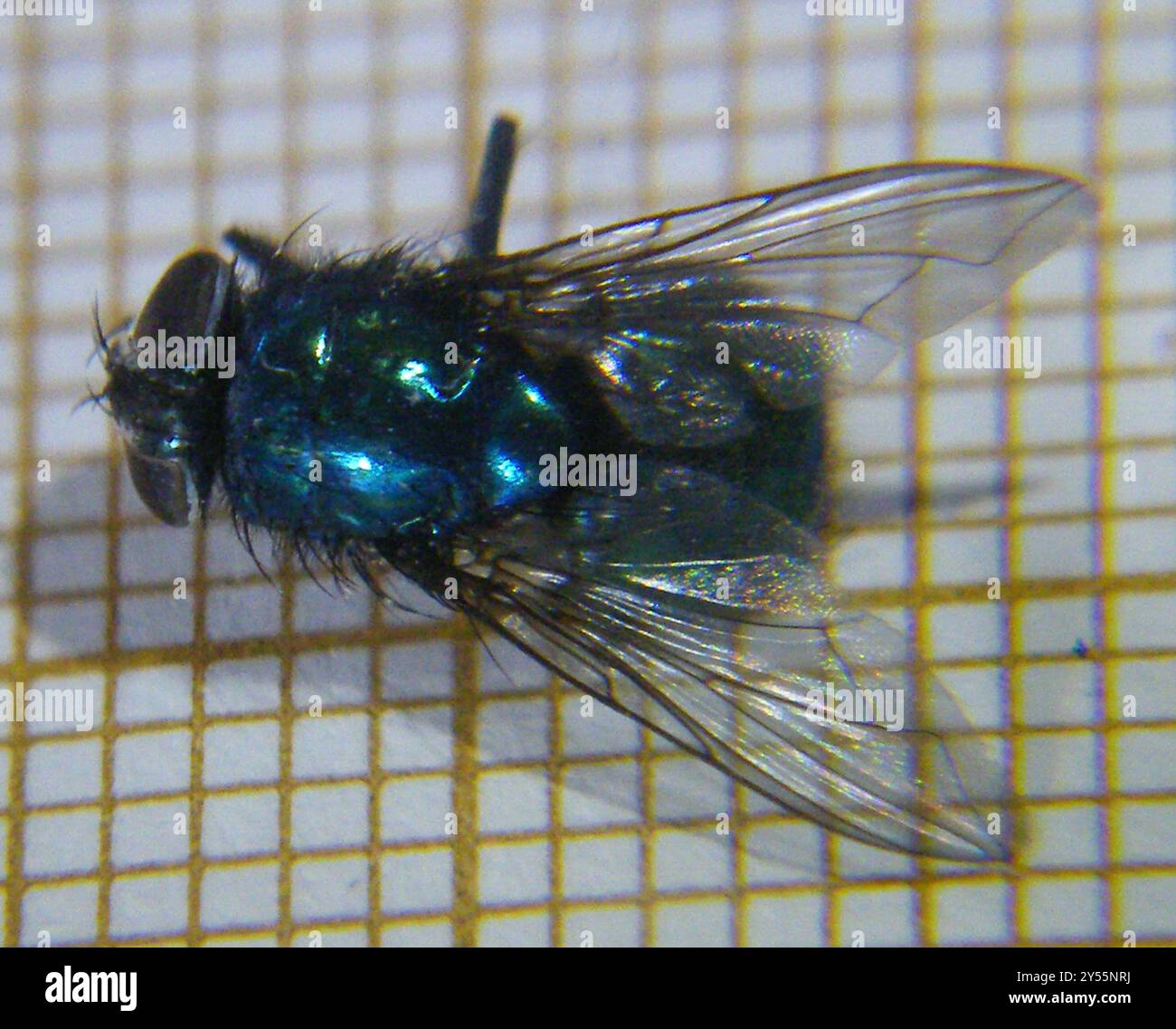 Greenbottle Flies (Lucilia) Insecta Stock Photo - Alamy