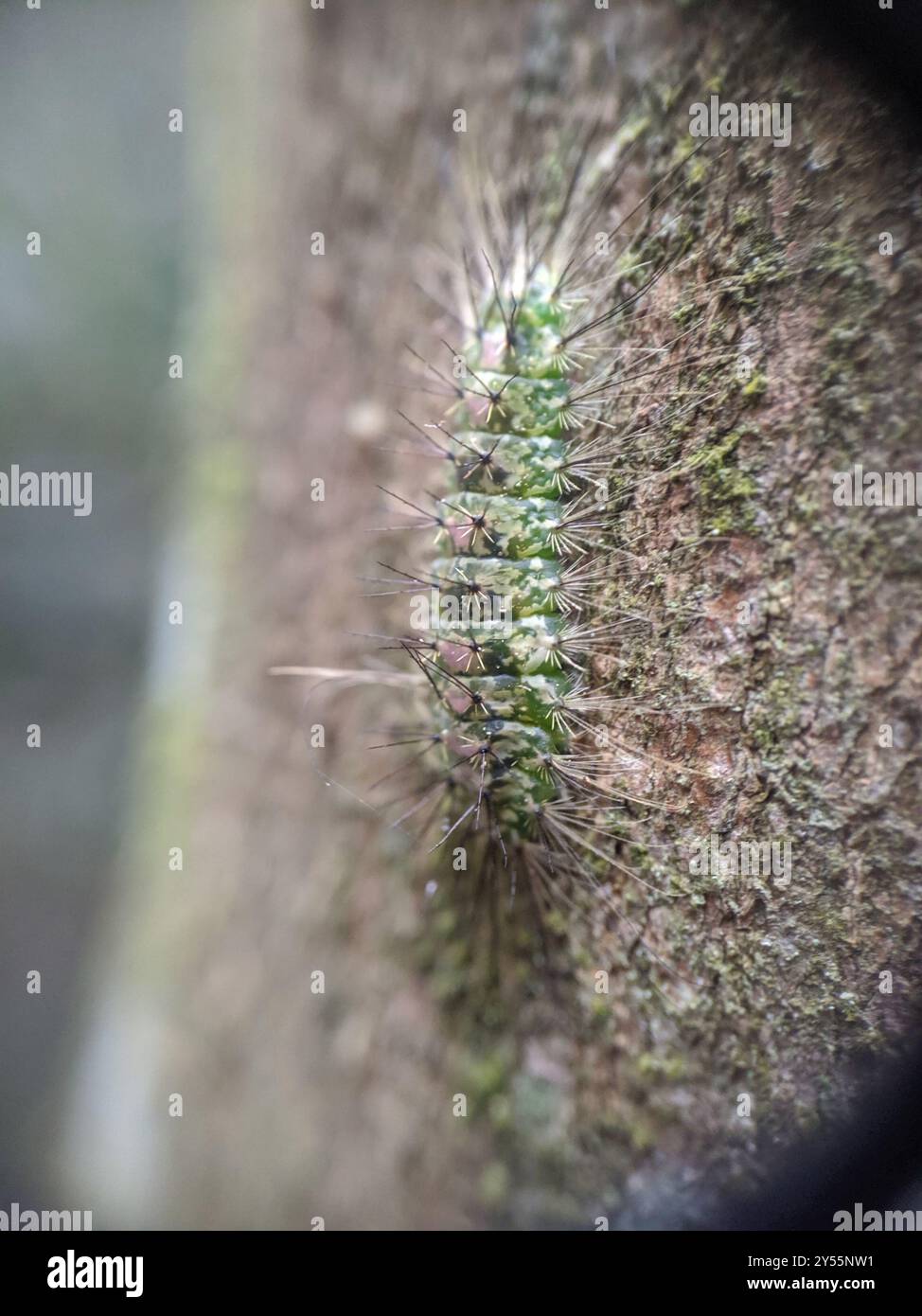 Lichen Moths (Lithosiini) Insecta Stock Photo - Alamy