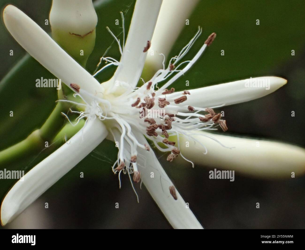 (Kandelia obovata) Plantae Stock Photo - Alamy