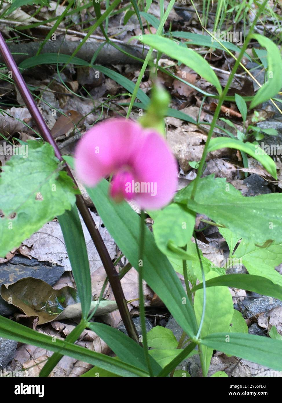 Narrow-leaved Everlasting-pea (Lathyrus sylvestris) Plantae Stock Photo ...