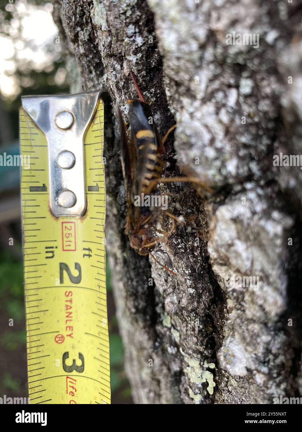 Pigeon Horntail (Tremex columba) Insecta Stock Photo - Alamy