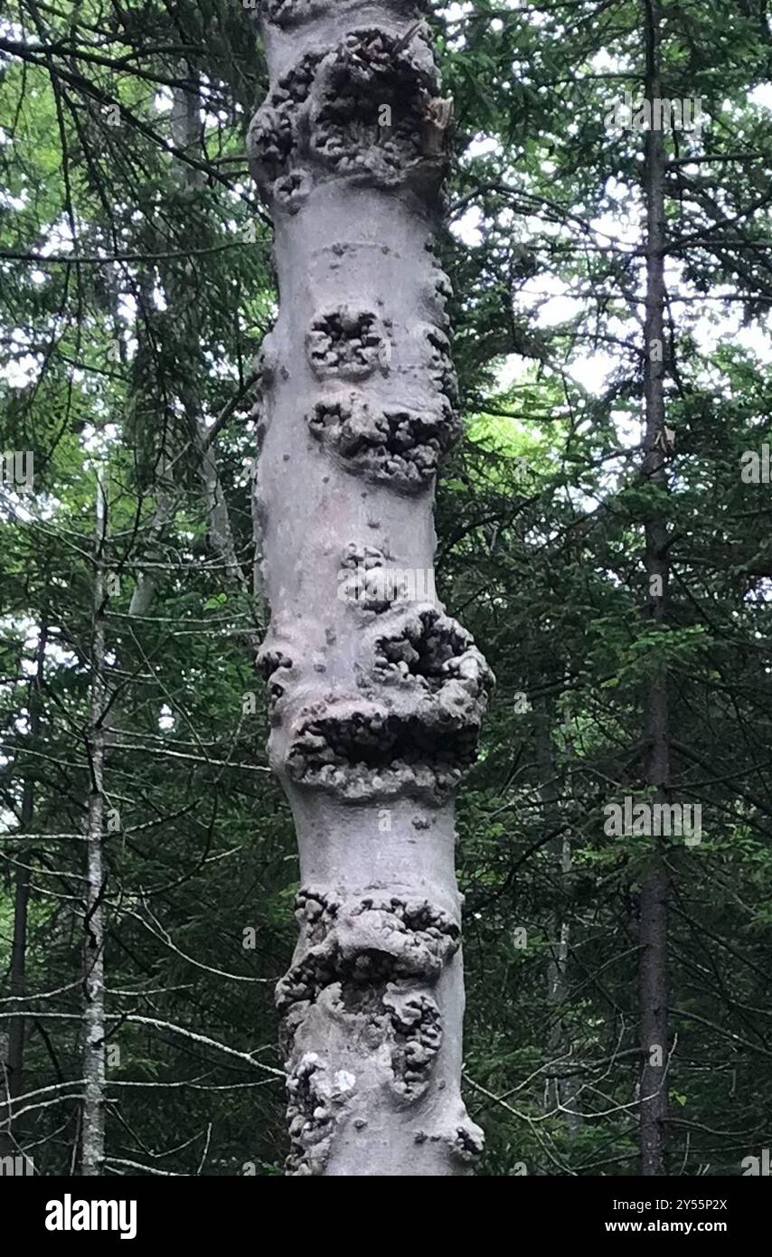 Beech Bark Canker Fungus (Neonectria faginata) Fungi Stock Photo - Alamy