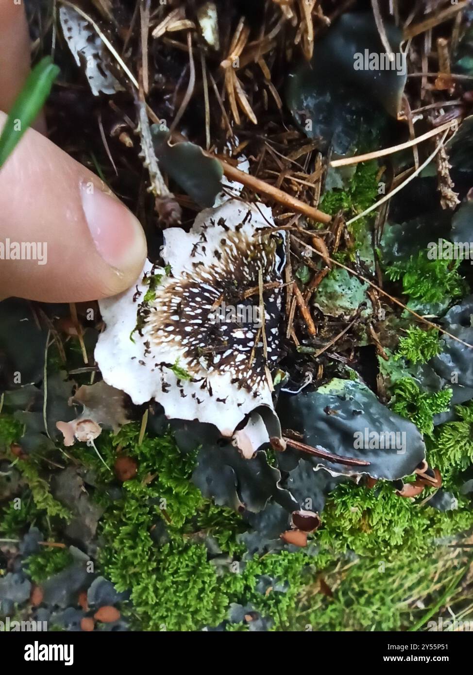 horizontal pelt lichen (Peltigera horizontalis) Fungi Stock Photo - Alamy