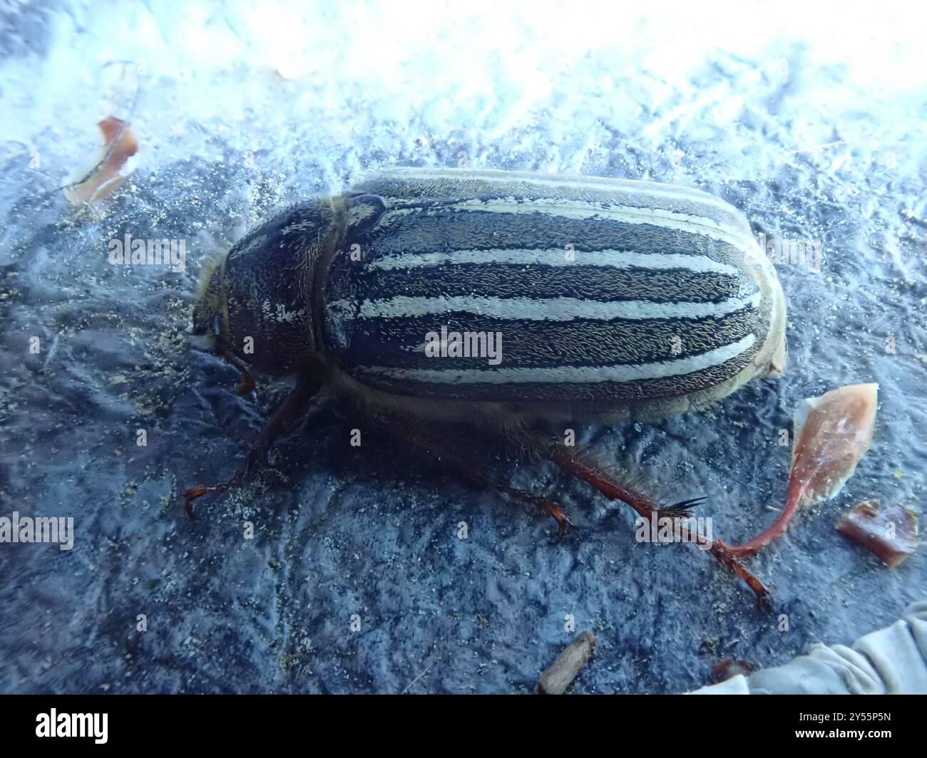 Long-haired June Beetle (Polyphylla crinita) Insecta Stock Photo - Alamy