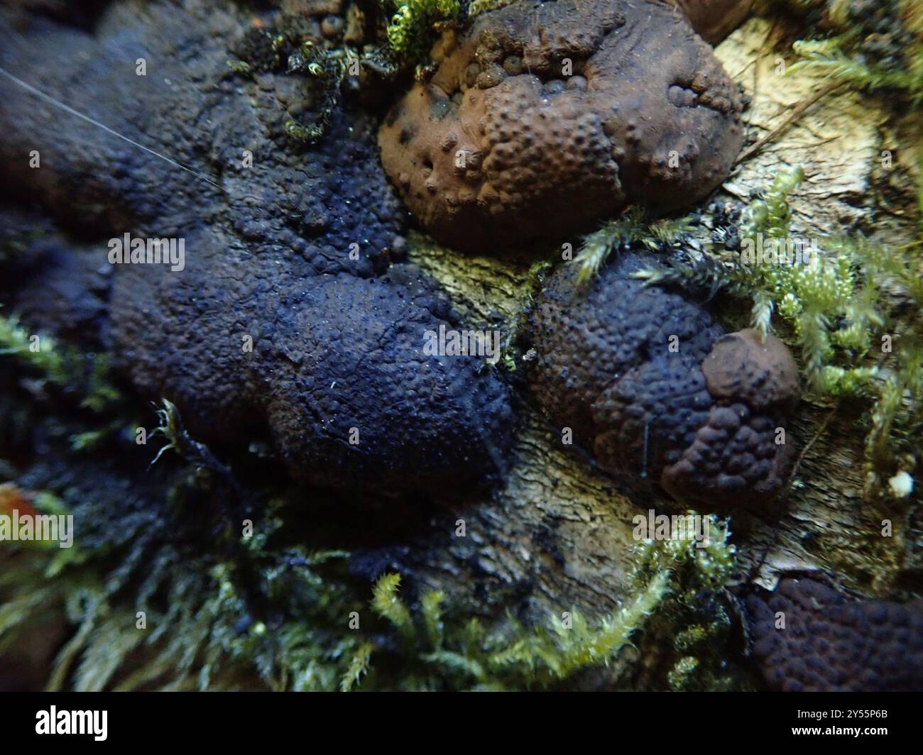 Brittle Cinder (Kretzschmaria deusta) Fungi Stock Photo - Alamy