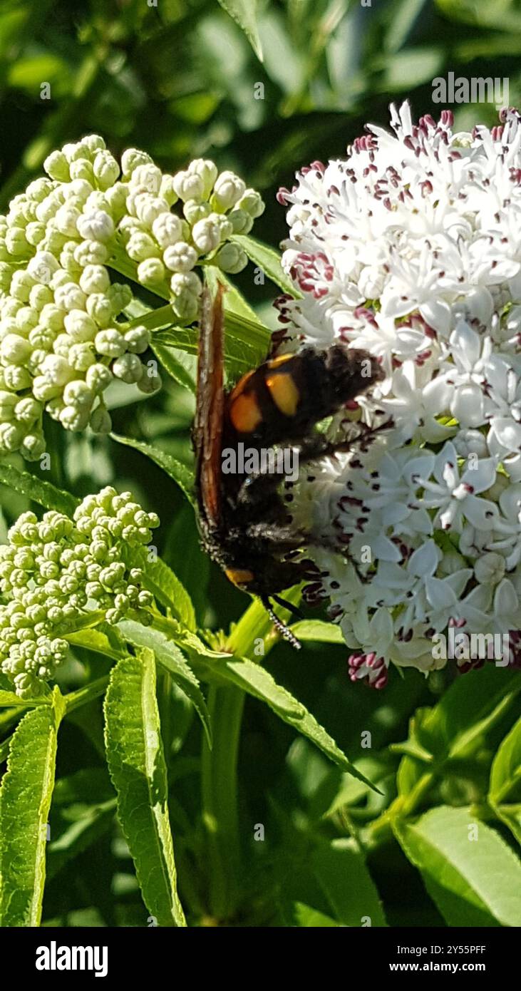 Mammoth Scoliid Wasp (Megascolia maculata) Insecta Stock Photo - Alamy