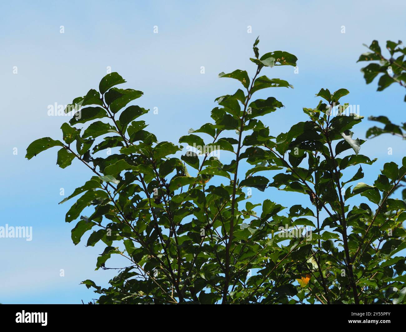 Subcostate Crape Myrtle (Lagerstroemia subcostata) Plantae Stock Photo ...
