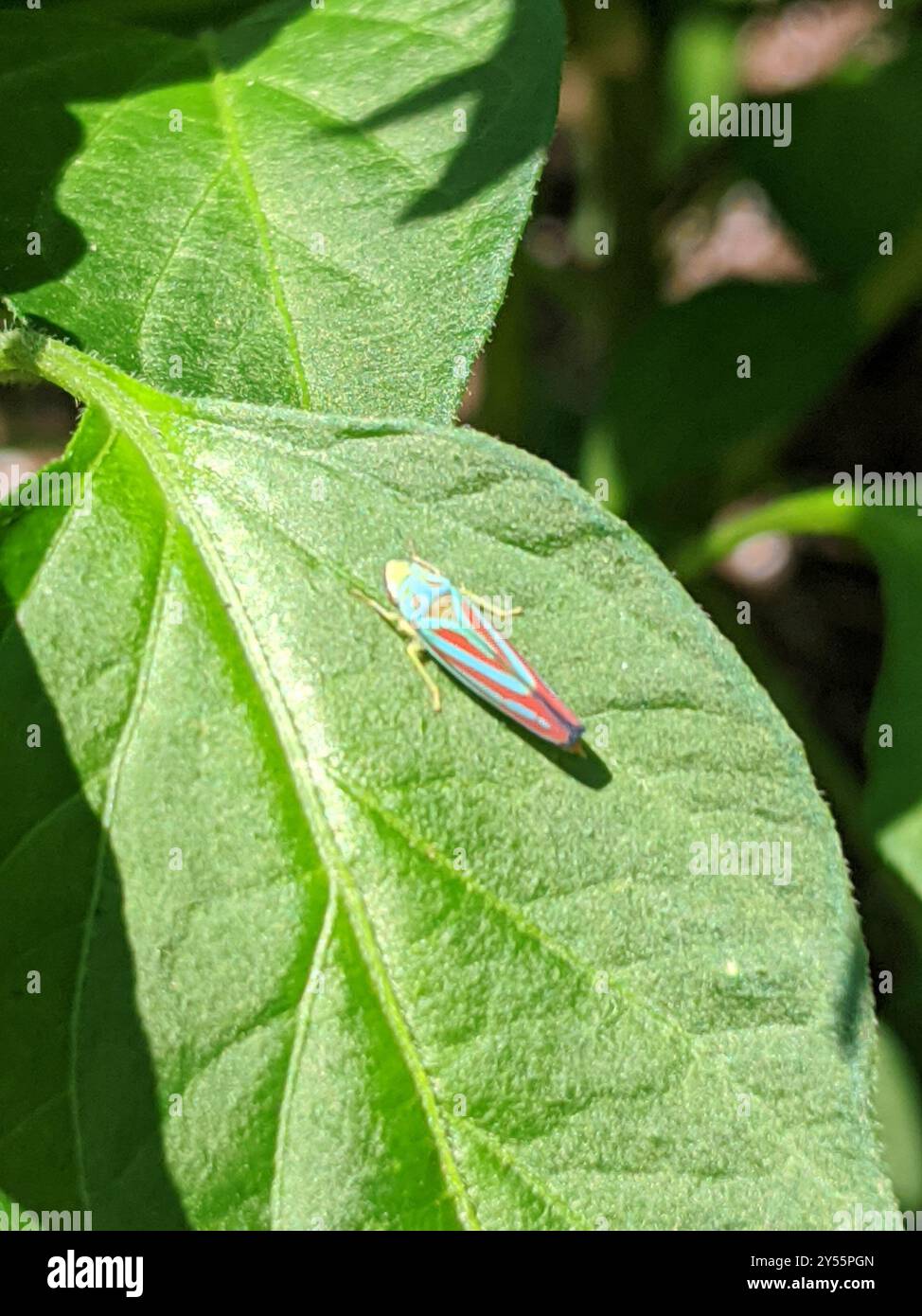 Red-banded Leafhopper (Graphocephala coccinea) Insecta Stock Photo - Alamy