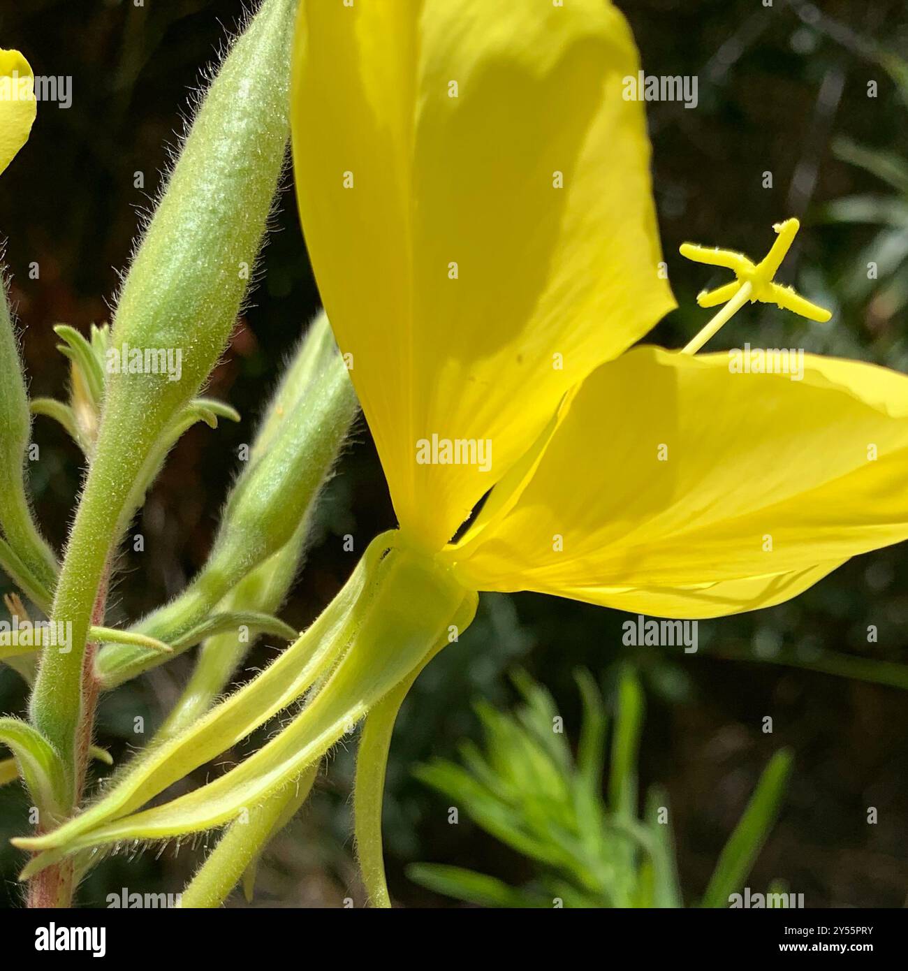 tall evening primrose (Oenothera elata) Plantae Stock Photo - Alamy