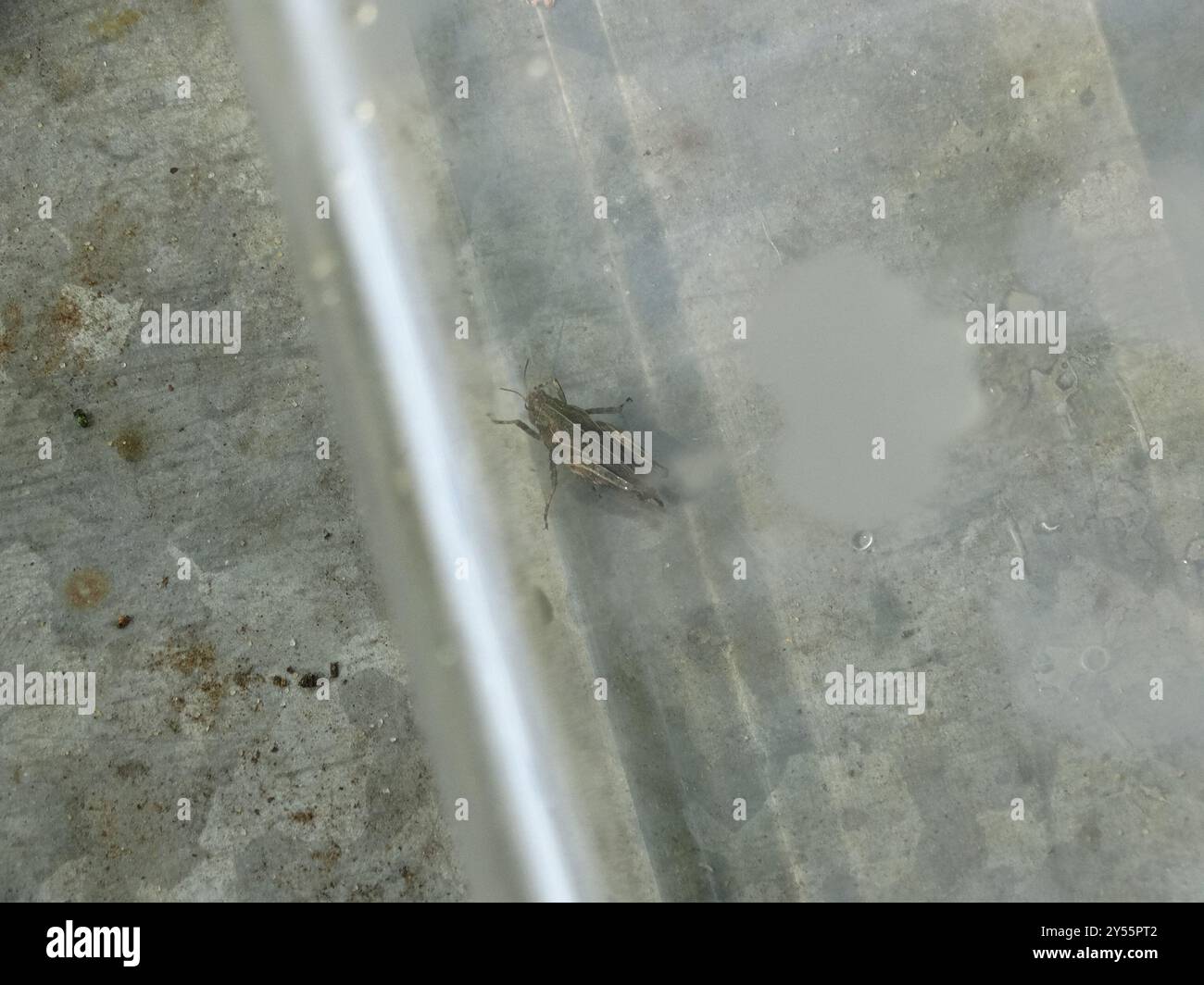 Common Groundhopper (Tetrix undulata) Insecta Stock Photo - Alamy