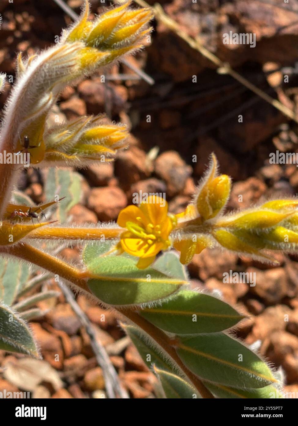Cockroach Bush (Senna notabilis) Plantae Stock Photo - Alamy
