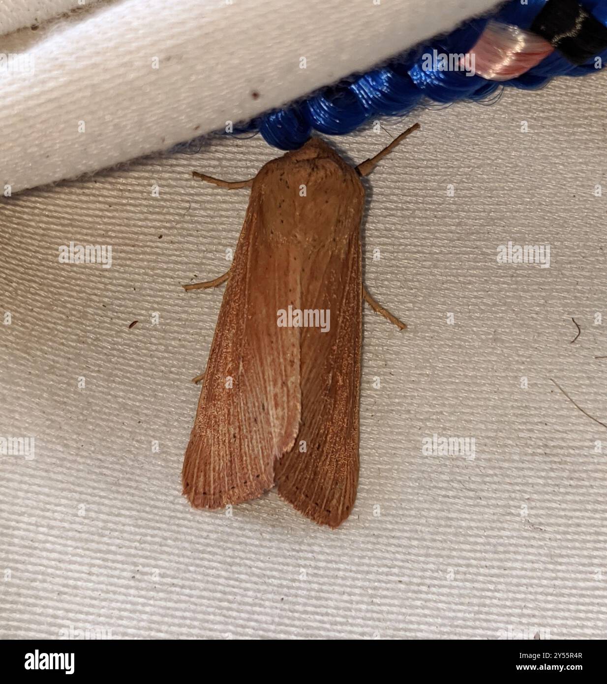 Lesser Wainscot (Mythimna oxygala) Insecta Stock Photo - Alamy