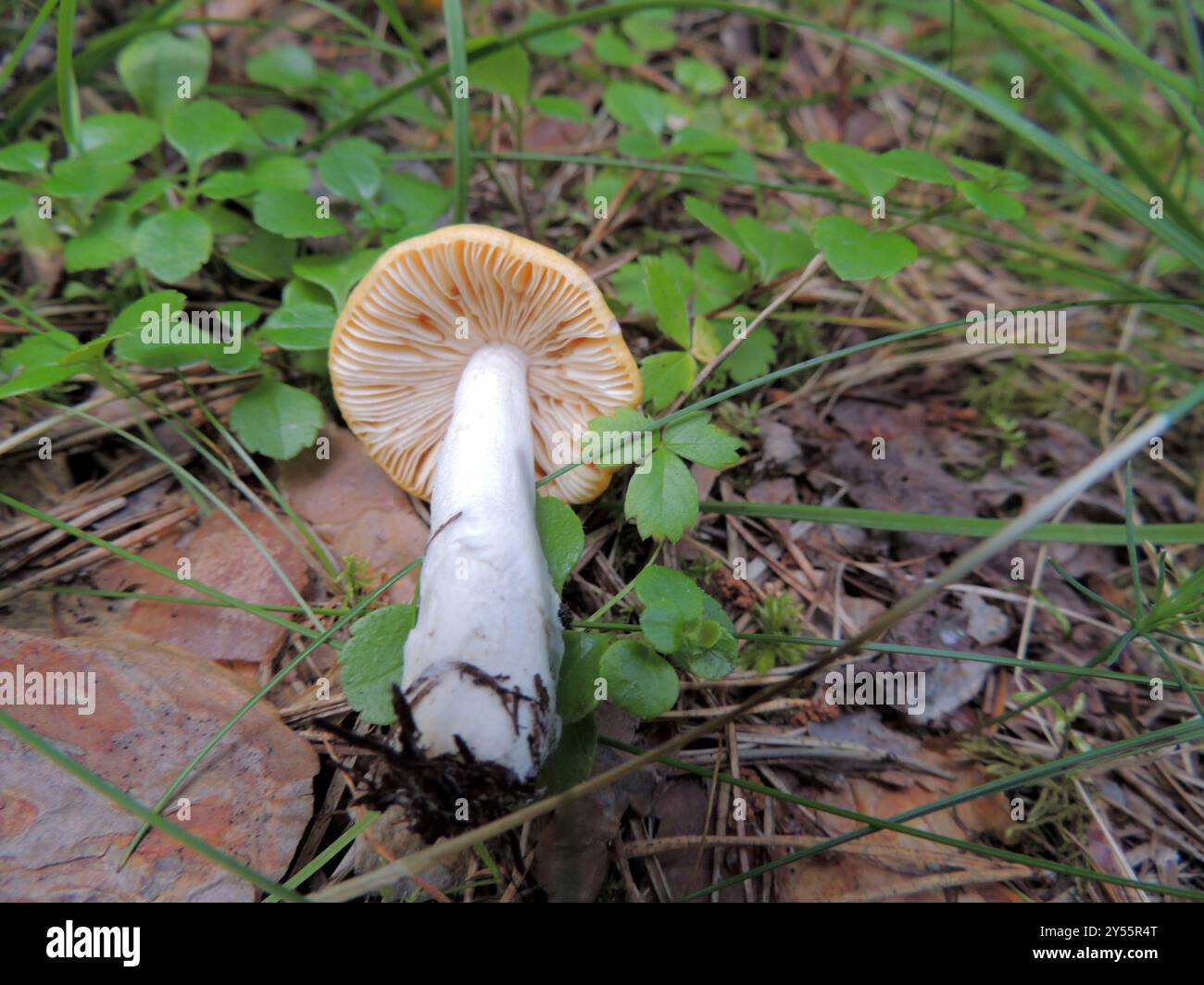 Yellow Swamp Brittlegill (Russula claroflava) Fungi Stock Photo - Alamy