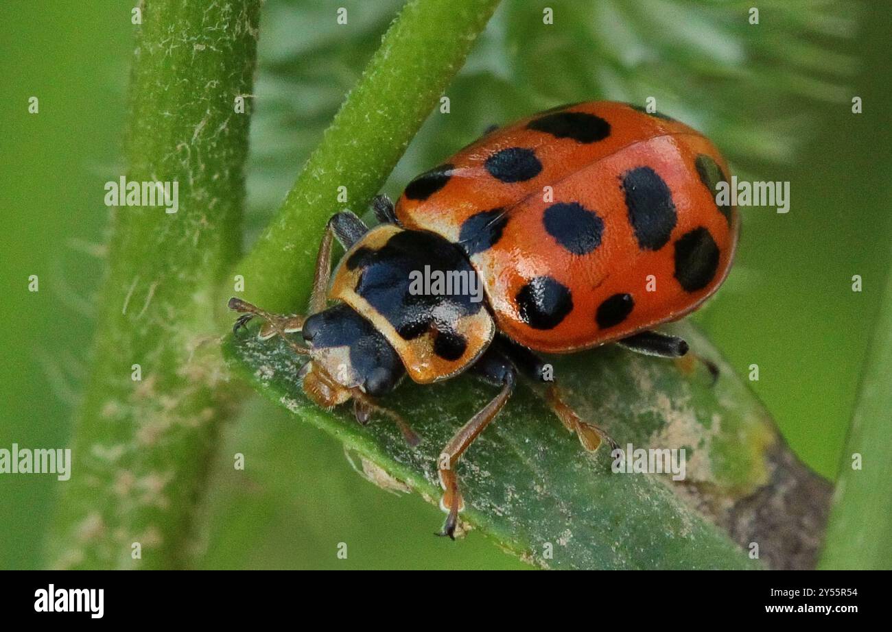 Thirteen-spotted Lady Beetle (Hippodamia tredecimpunctata) Insecta ...