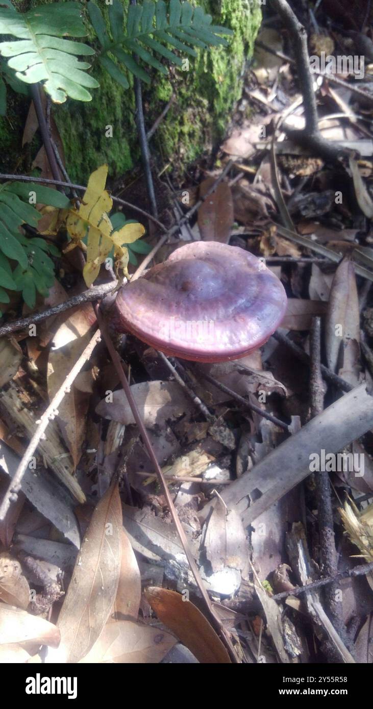 golden reishi (Ganoderma curtisii) Fungi Stock Photo - Alamy