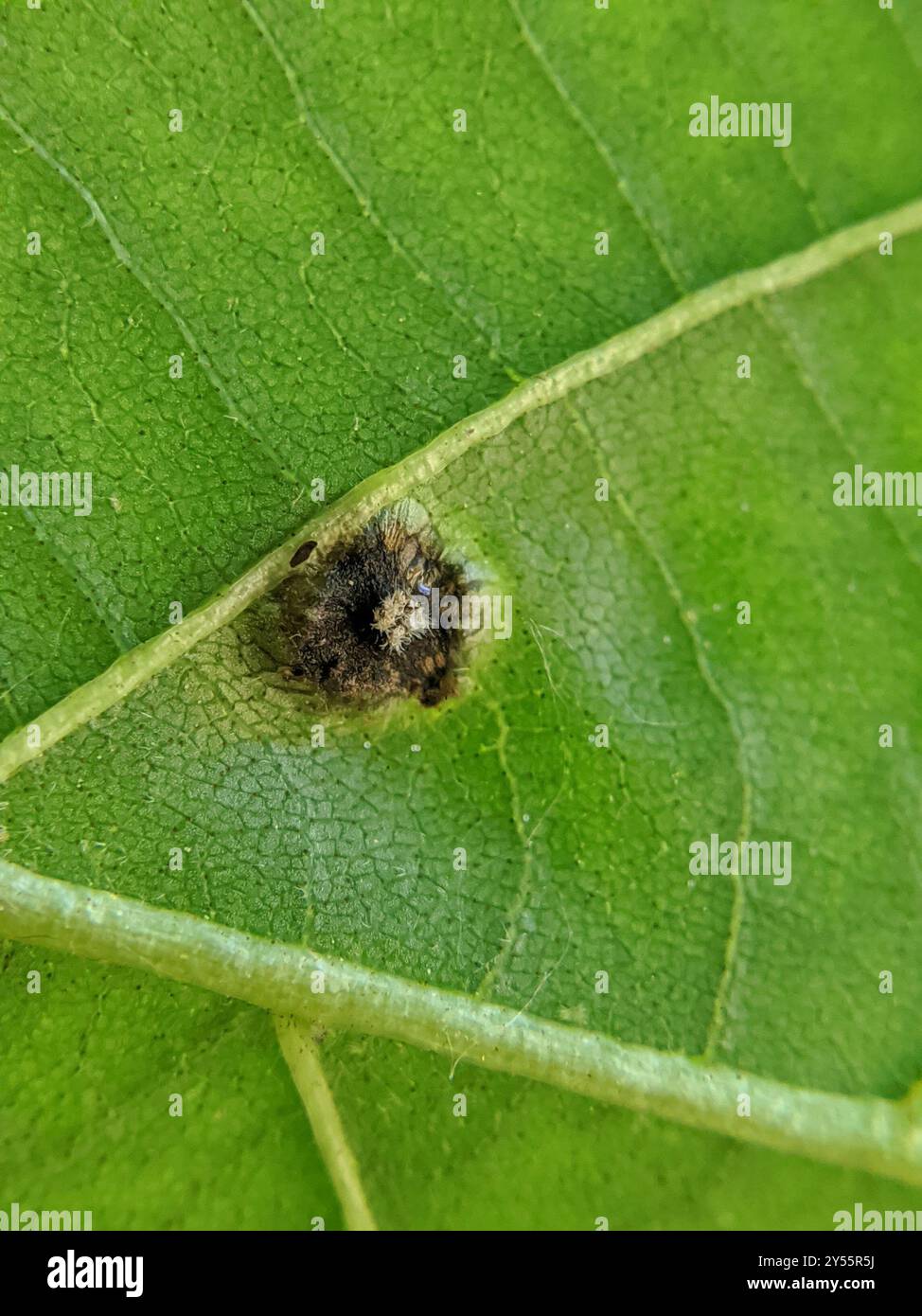 (Phylloxera caryaesemen) Insecta Stock Photo - Alamy